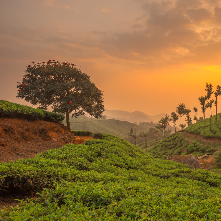 MDTea is commited to ethics and sustainability.